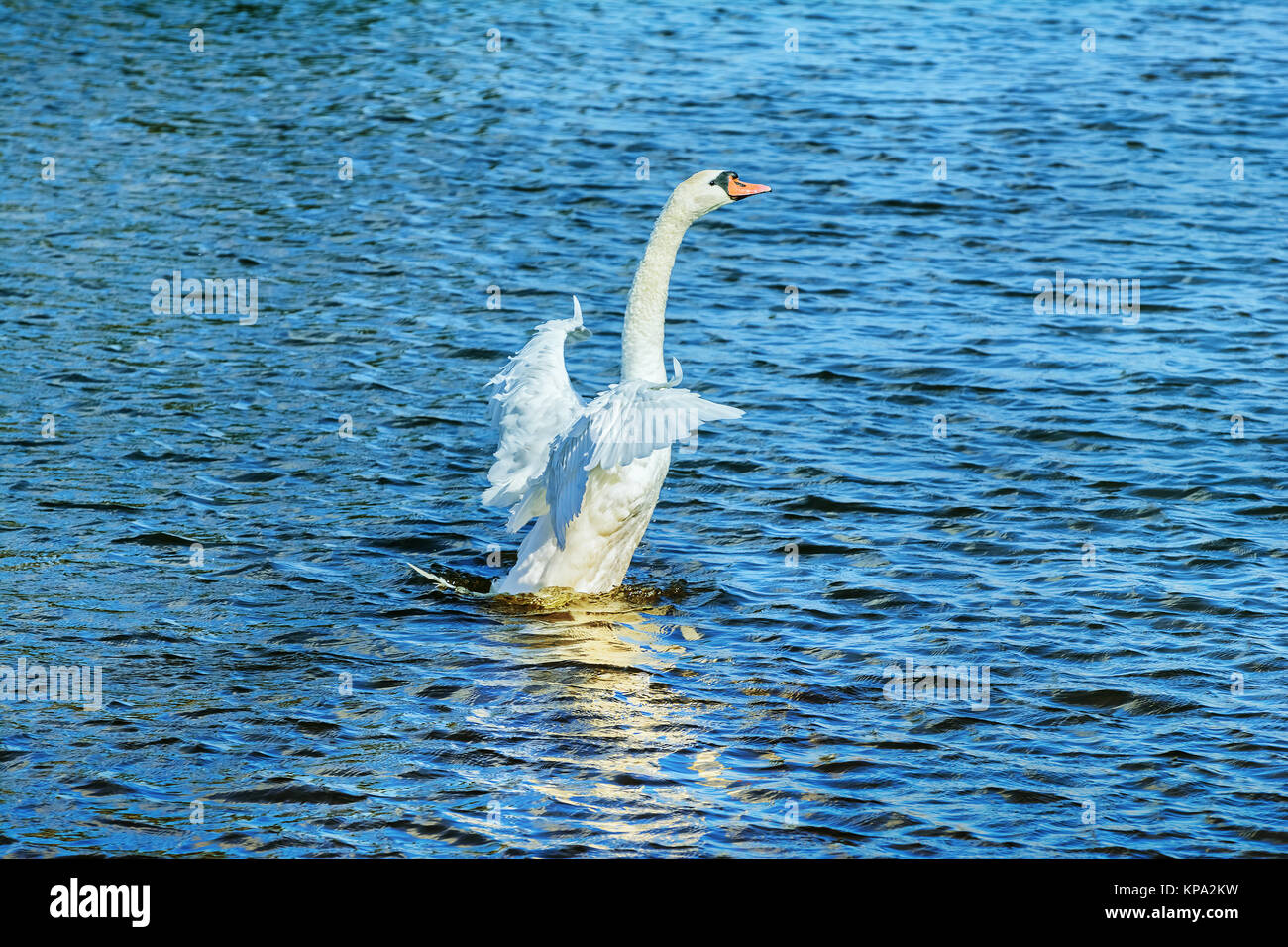 Flying up Swan Stock Photo - Alamy