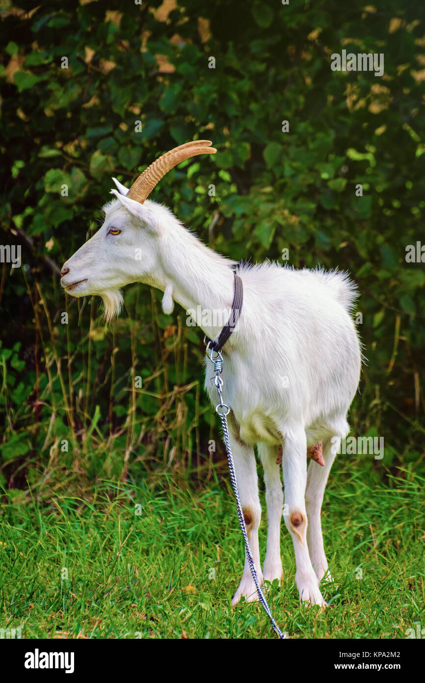 Goat on the Leash Stock Photo - Alamy