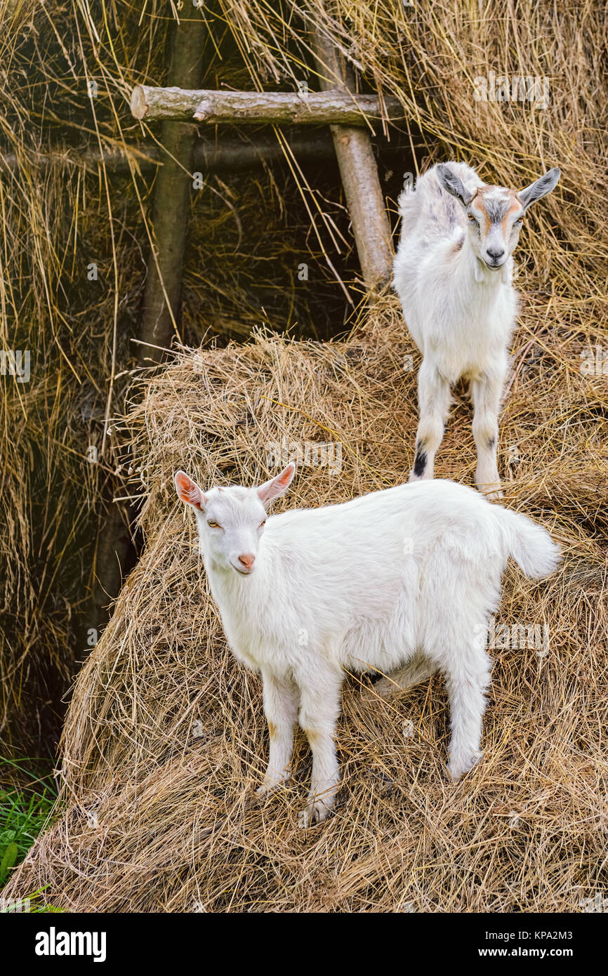 Two White Goatlings Stock Photo - Alamy