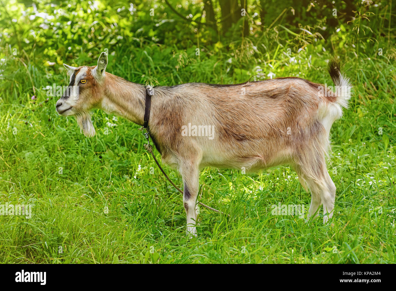 Goat animal mammal hi-res stock photography and images - Alamy