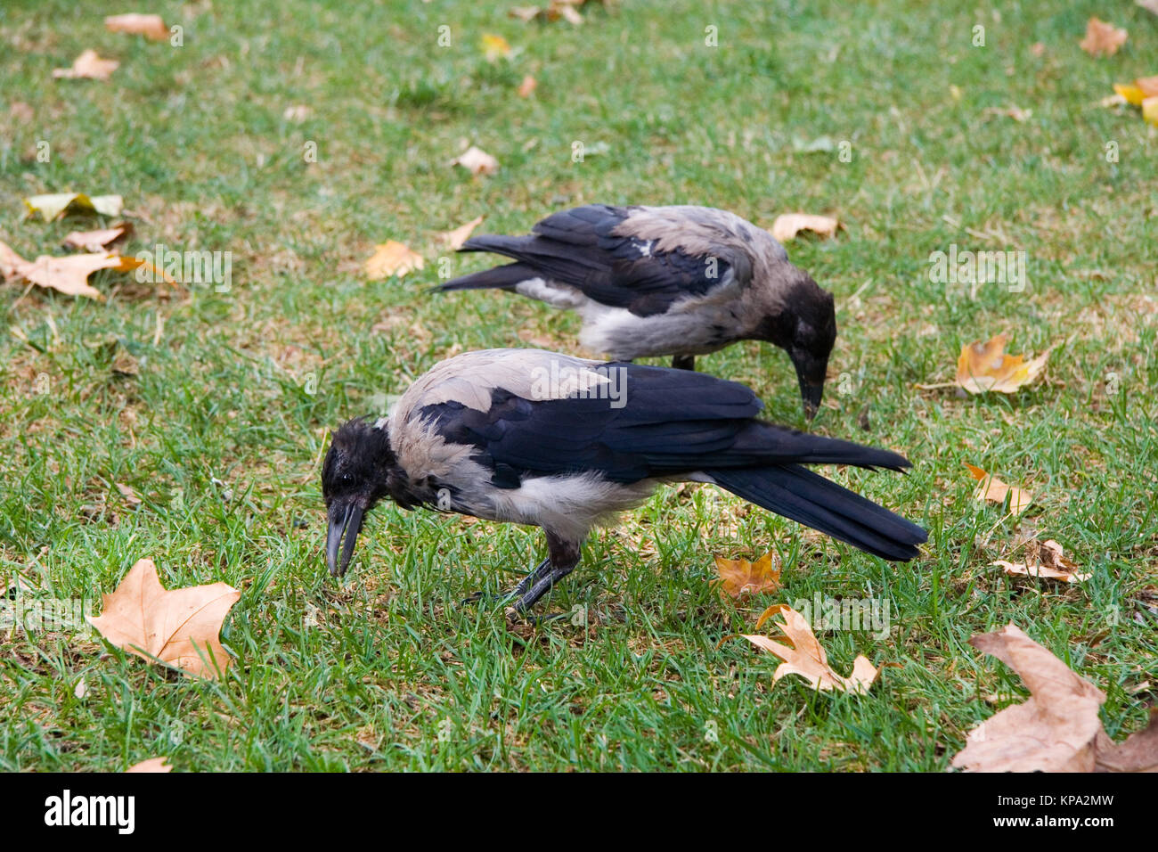 Crows on garden Stock Photo - Alamy