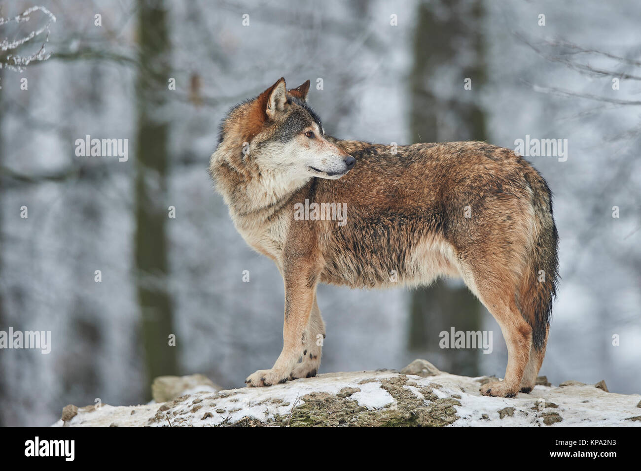 wolf in winter Stock Photo - Alamy