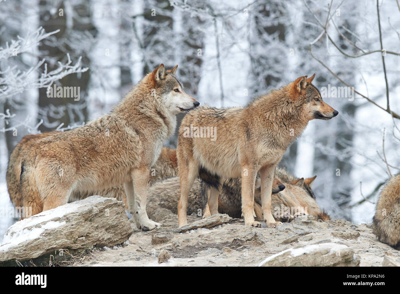 wolf pack in winter Stock Photo - Alamy