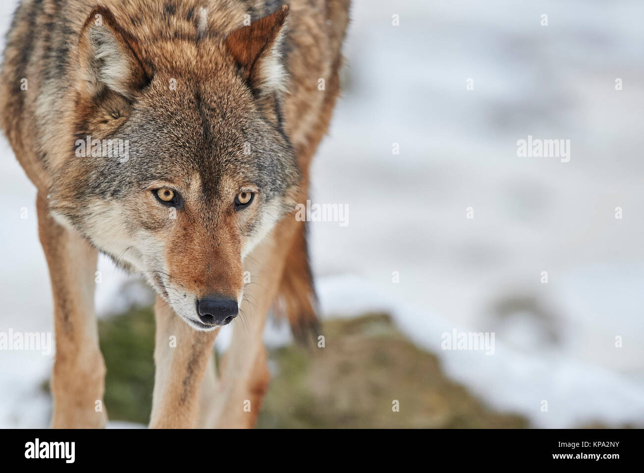 wolf in winter Stock Photo - Alamy