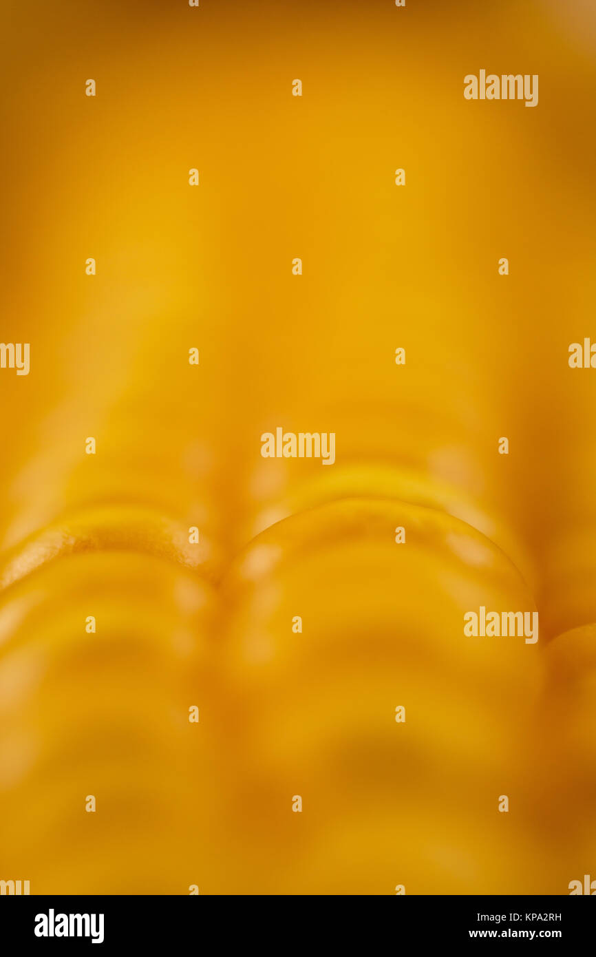 Ripe corn abstract hi-res stock photography and images - Alamy