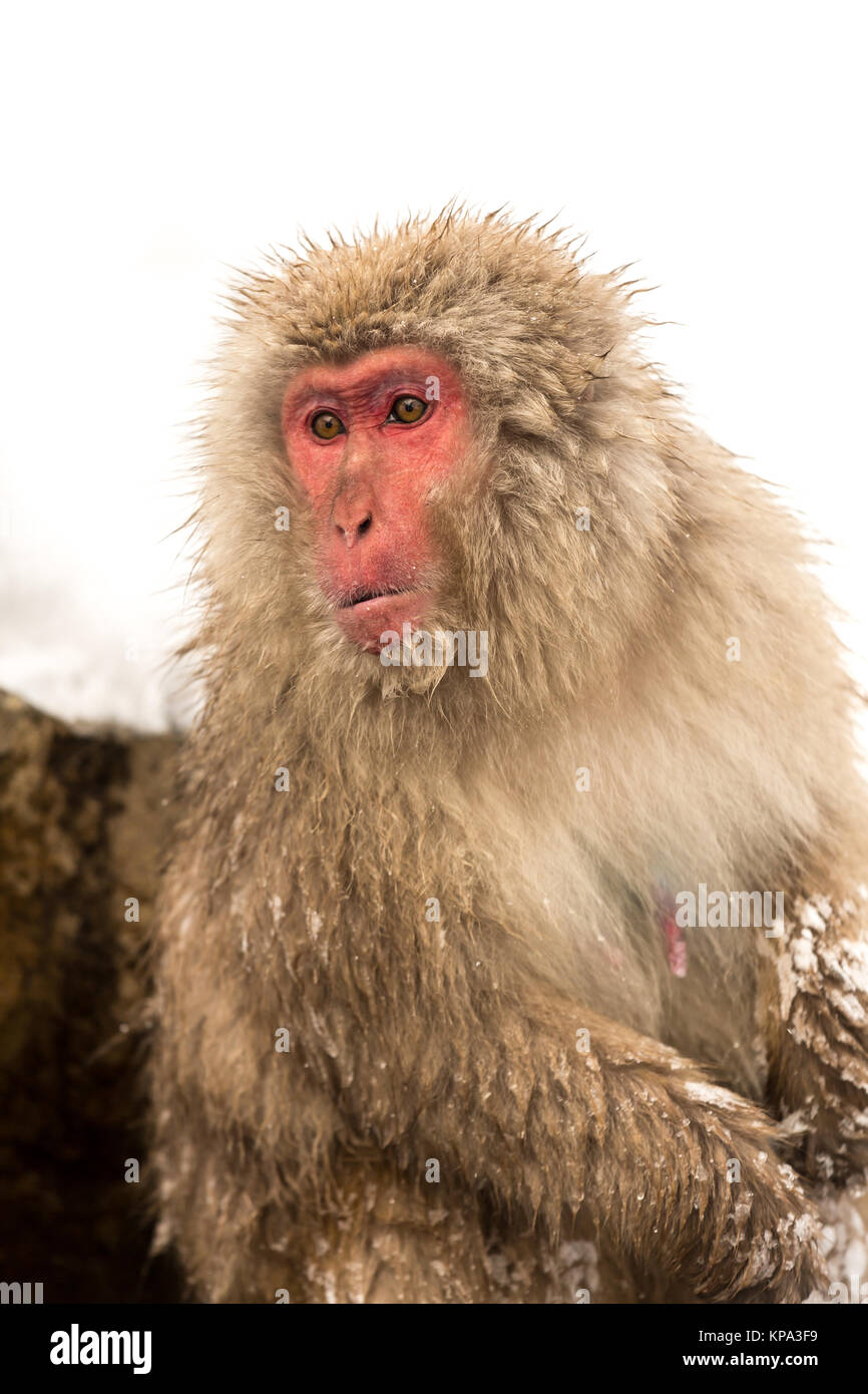 Japanese Snow Monkey Stock Photo - Alamy