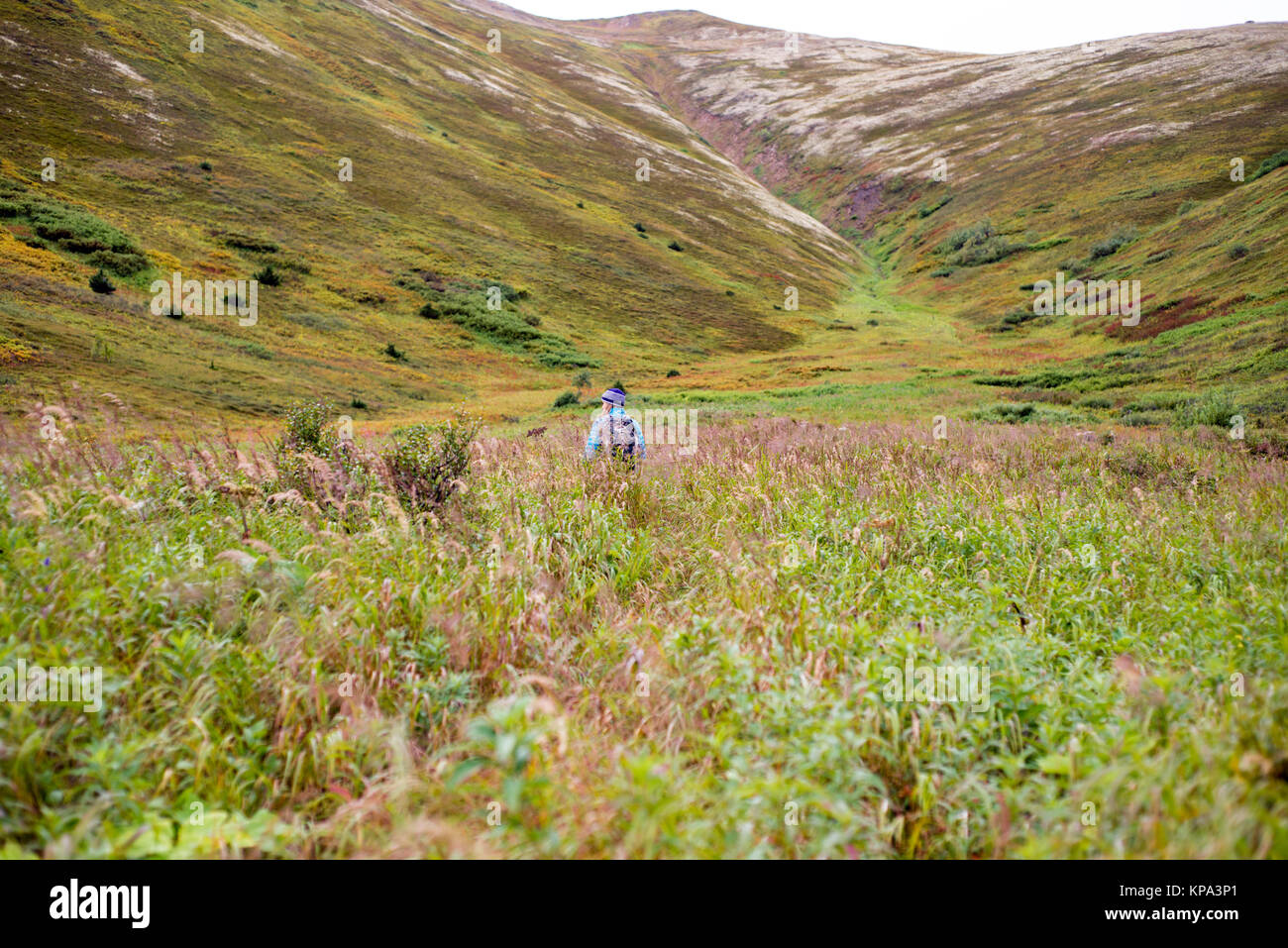 Alaskan landscape with mountains and fields with a hiker in the middle ...