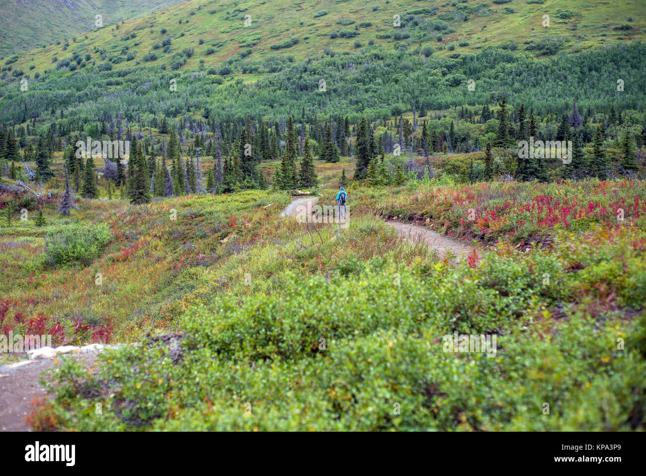 Alaskan landscape with a hiker walking on the trail. Autumn landscape ...