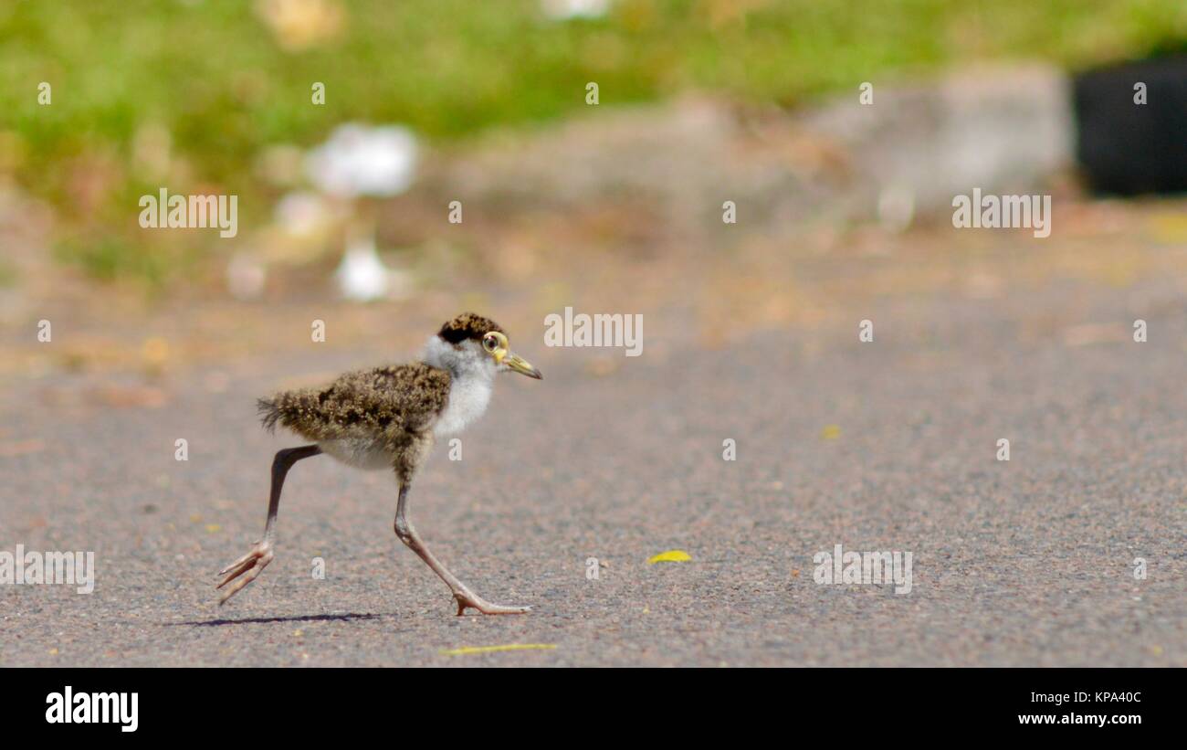 Lapwing on camera hi-res stock photography and images - Alamy