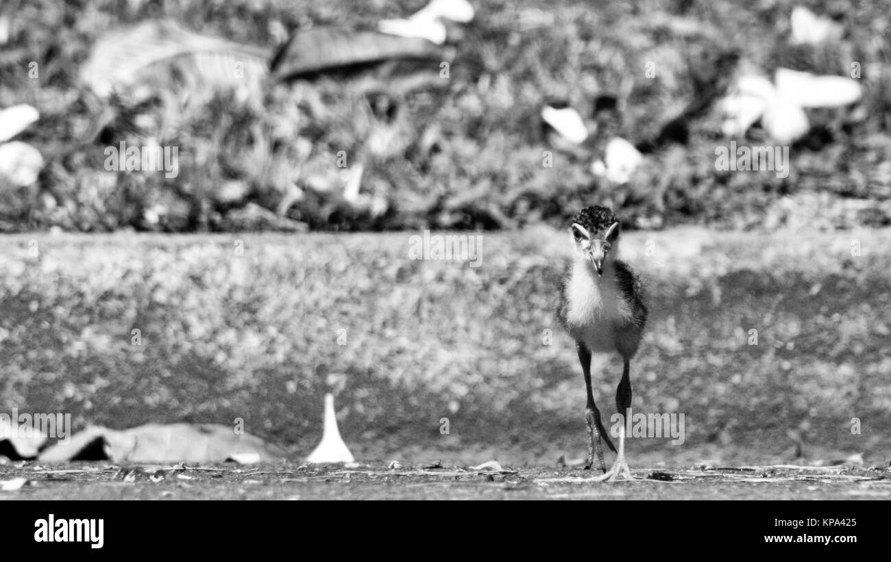 Masked lapwing chick, baby, young, Vanellus miles,Townsville ...