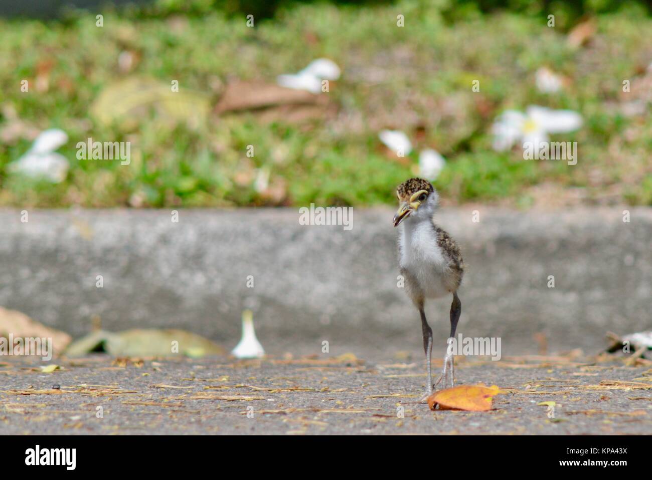 Baby masked lapwing plover walking hi-res stock photography and images ...
