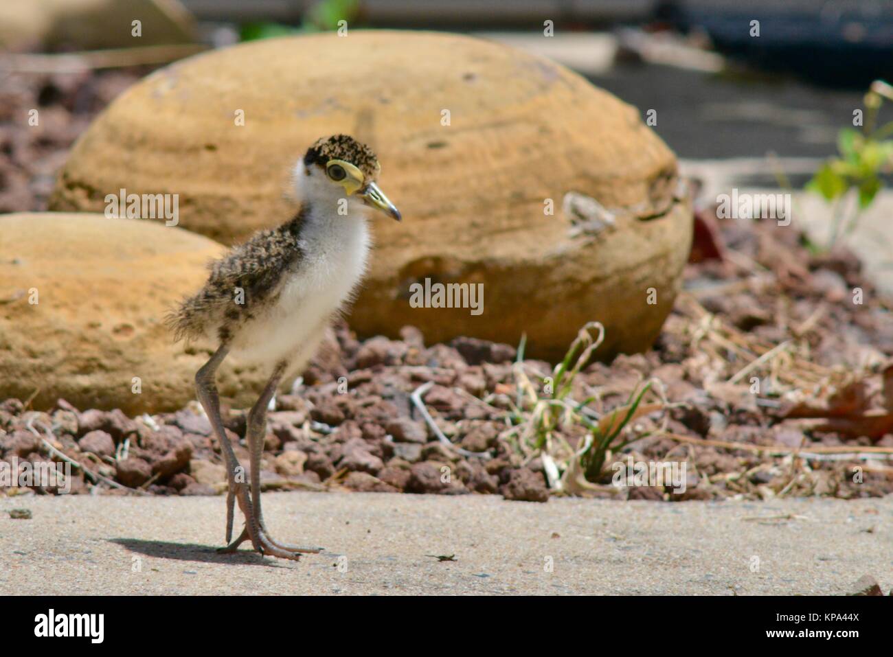 Masked lapwing chick, baby, young, Vanellus miles,Townsville ...