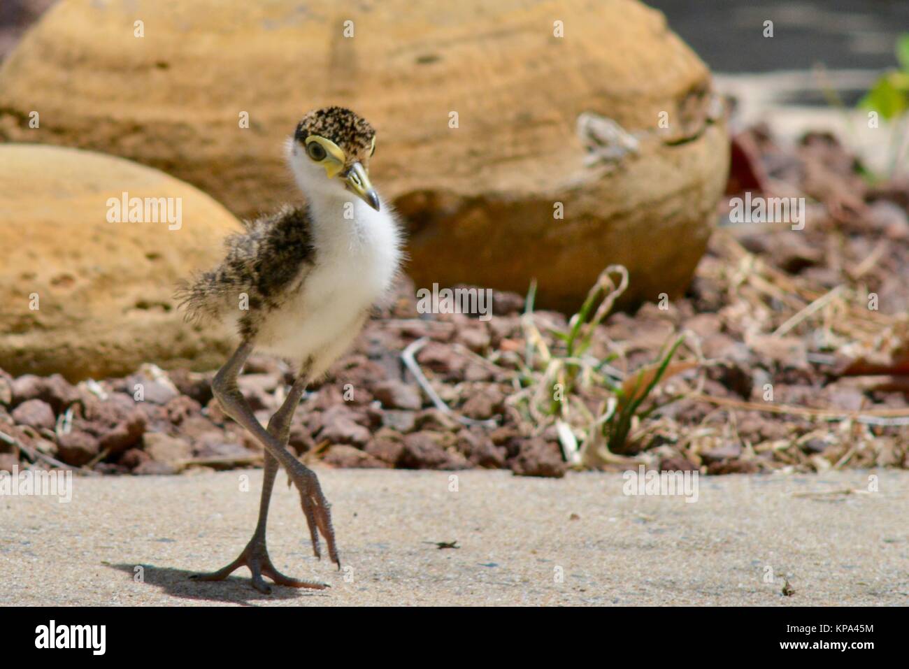 Masked Lapwing Chick