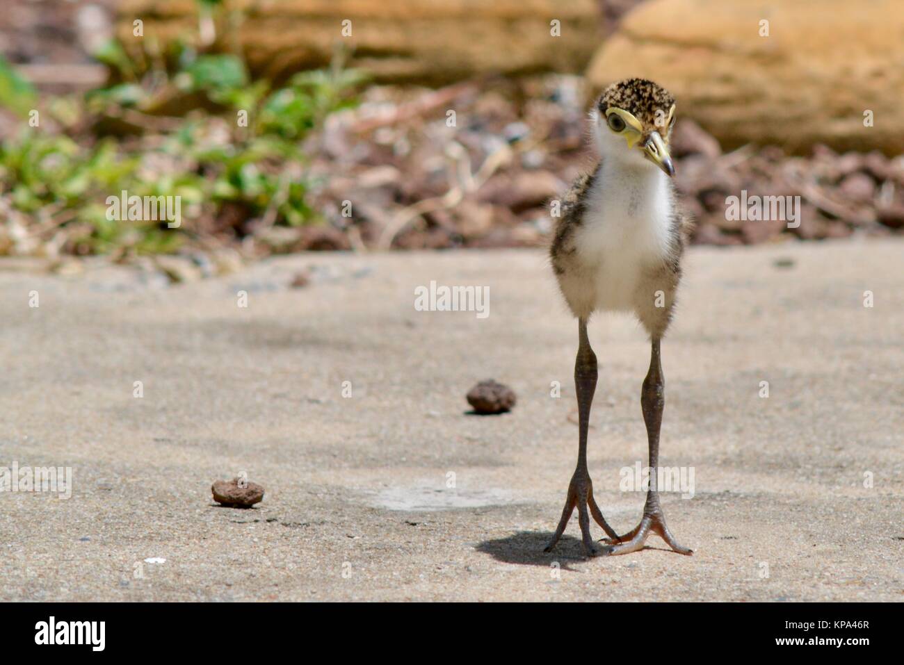 Masked Lapwing Chick