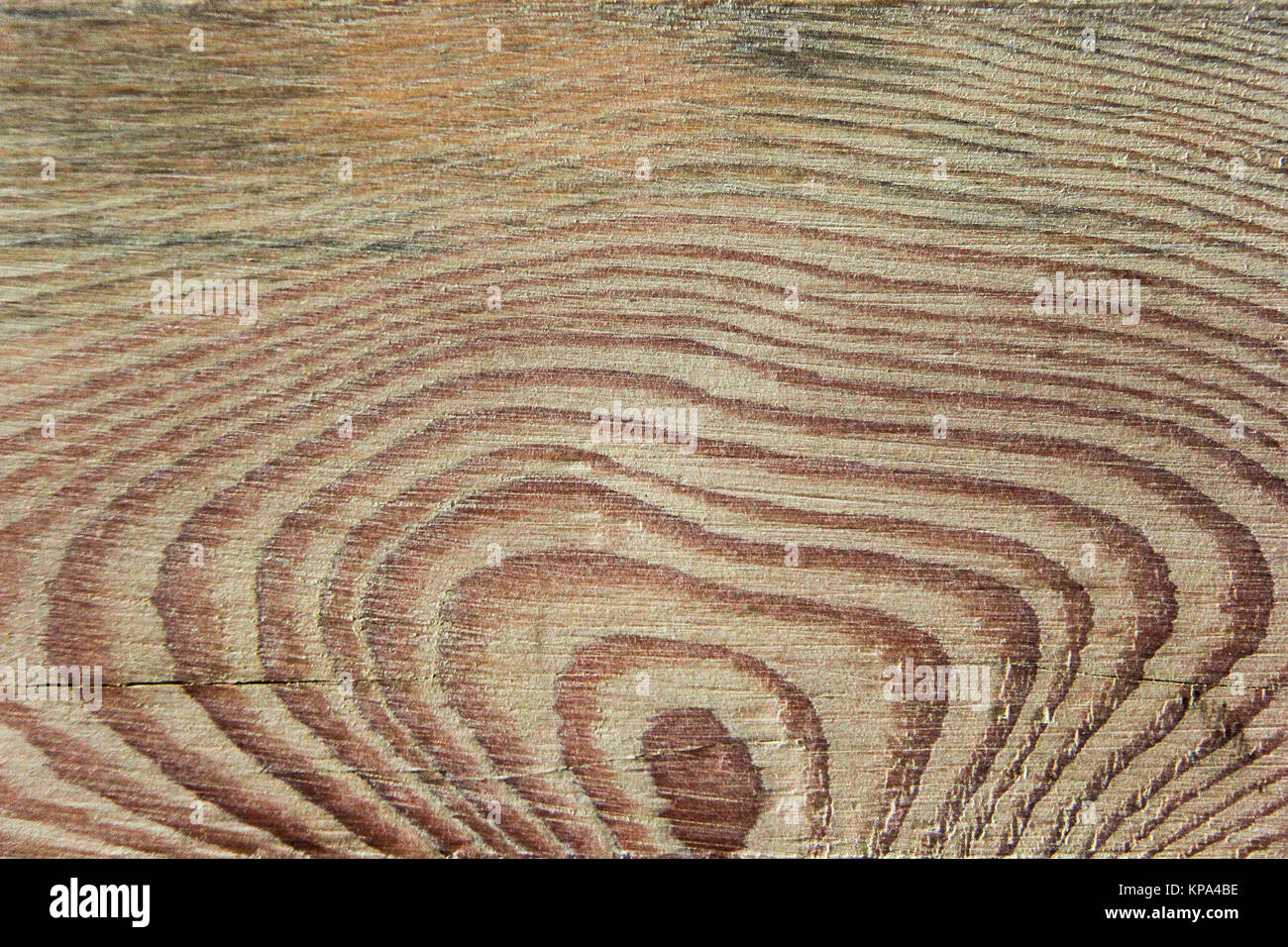 oak tree texture surface close up background Stock Photo - Alamy