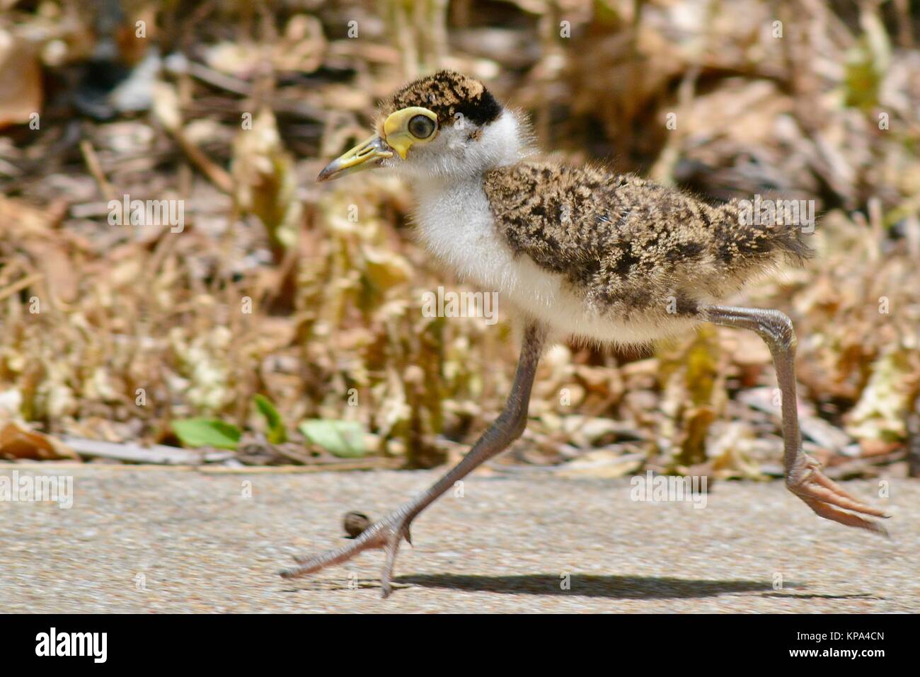Masked lapwing chick, baby, young, Vanellus miles,Townsville ...