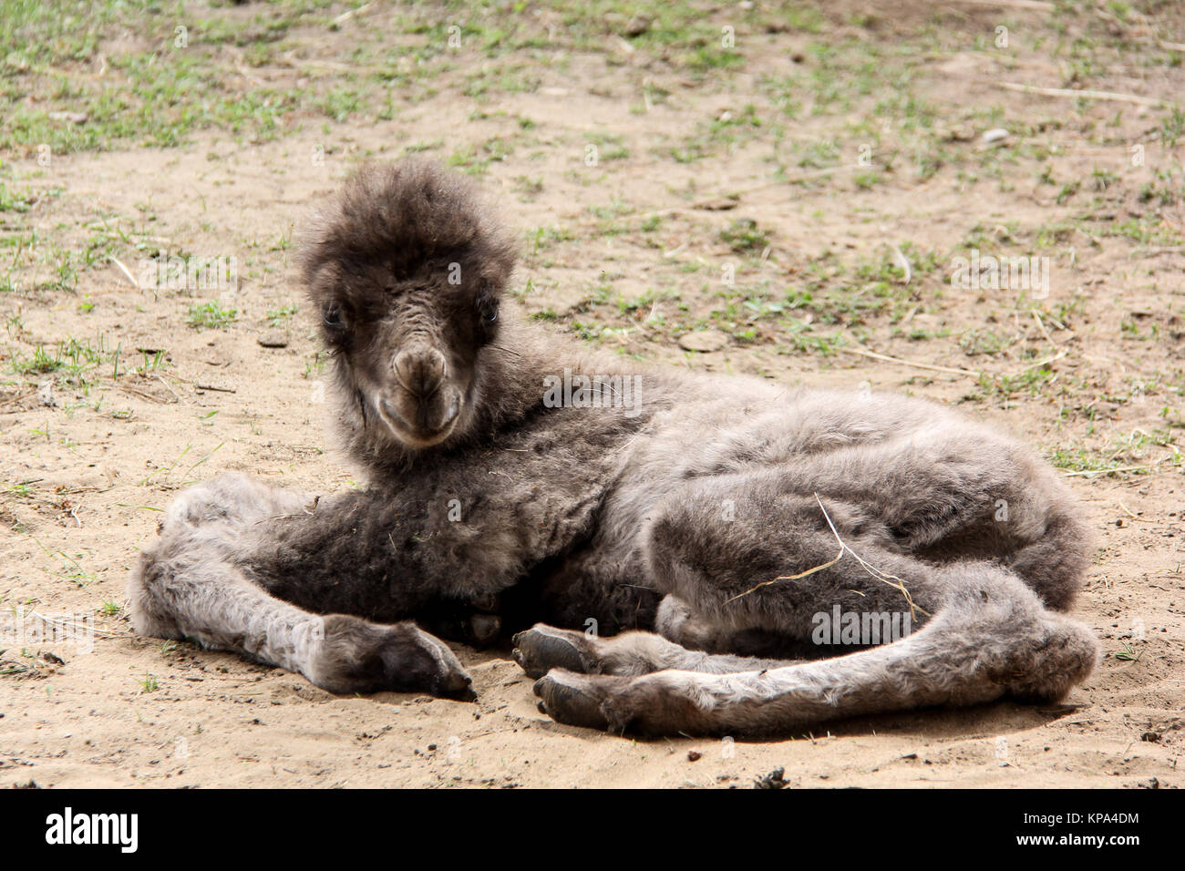 Newborn Camel High Resolution Stock Photography and Images - Alamy