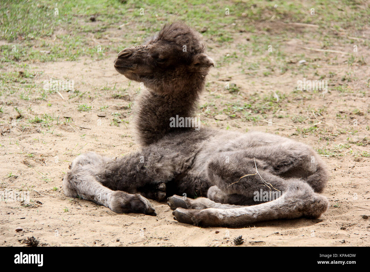Newborn Camel Baby
