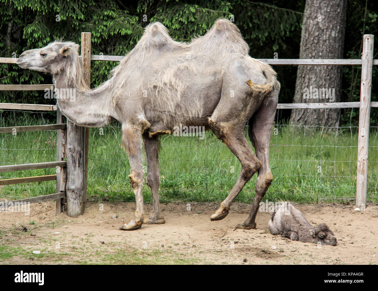 Uae family eating hi-res stock photography and images - Alamy