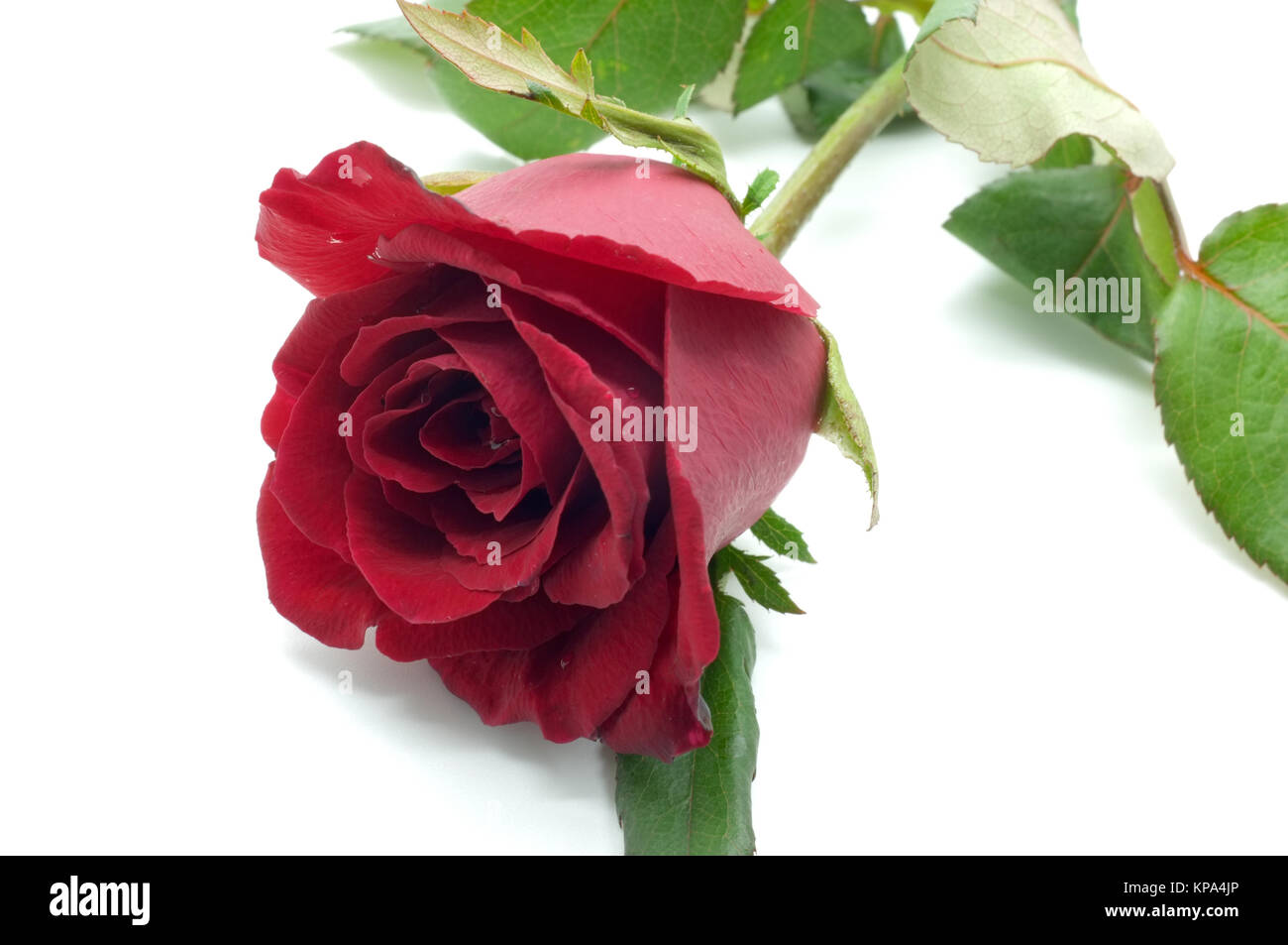 Natural red and pink rose Stock Photo - Alamy