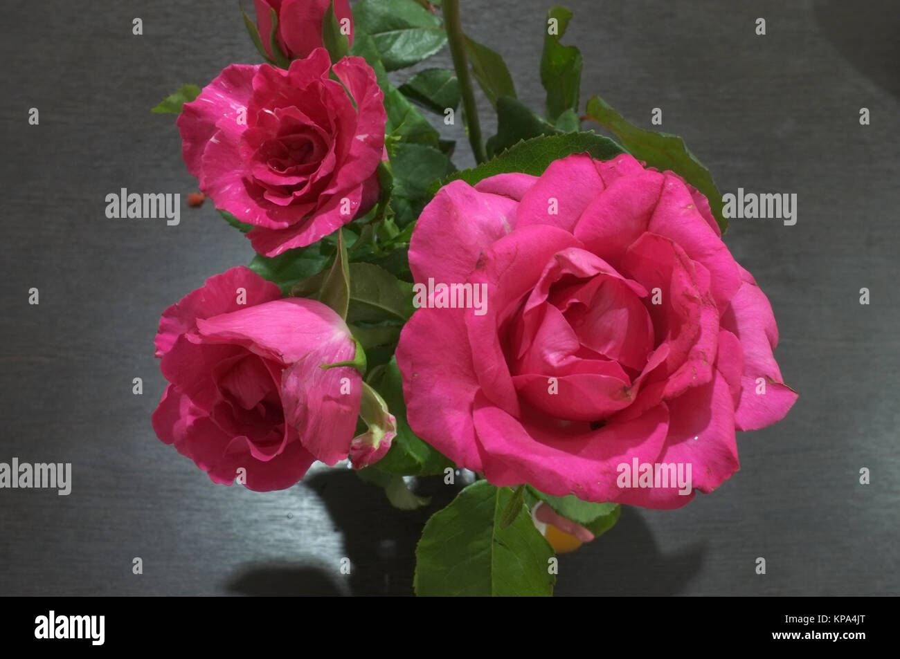 Natural red and pink rose Stock Photo - Alamy