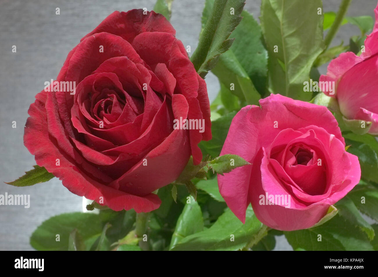 Natural red and pink rose Stock Photo - Alamy
