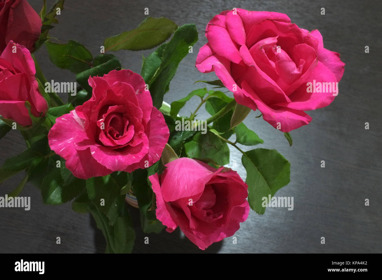 Natural red and pink rose Stock Photo - Alamy