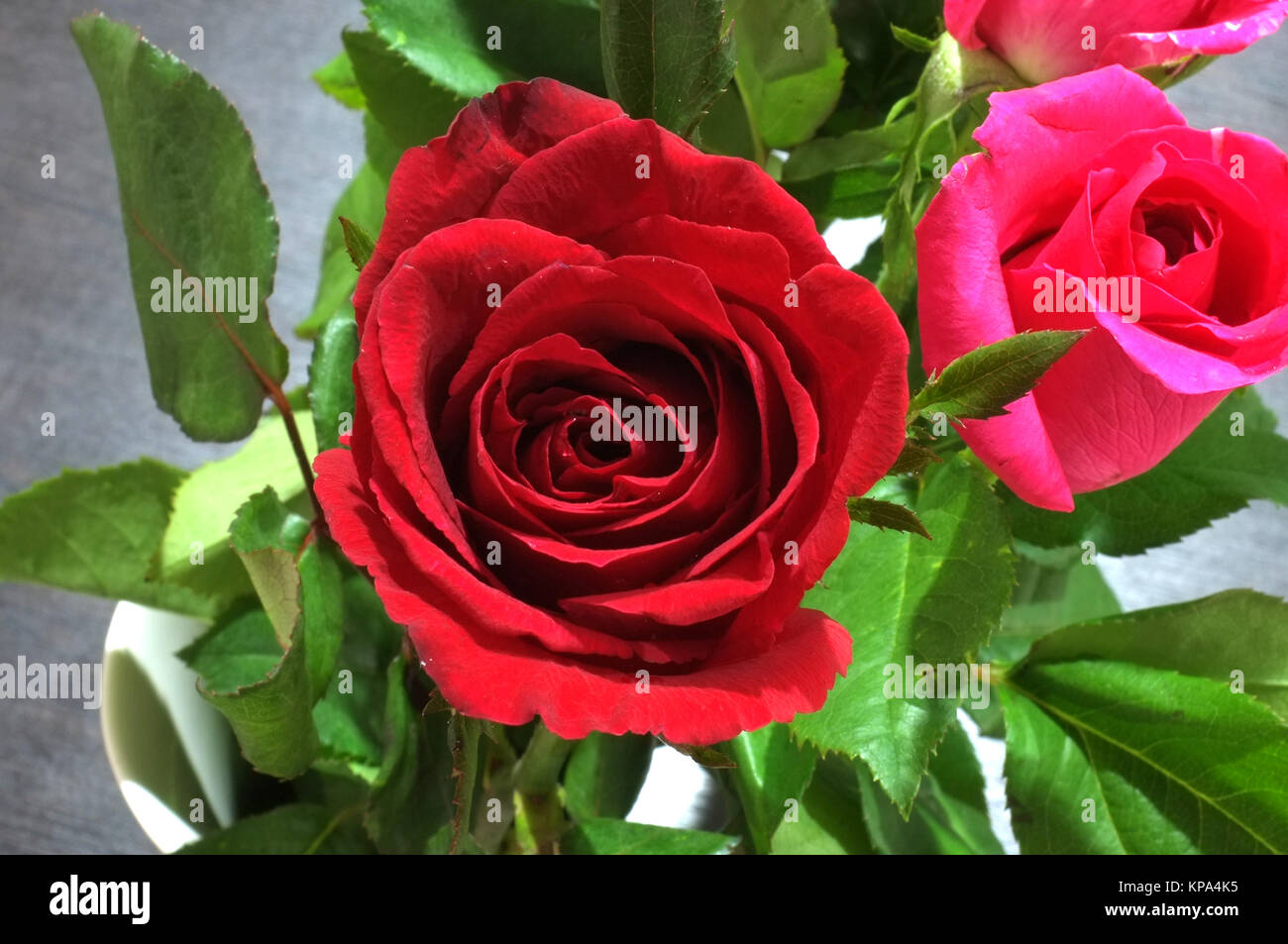 Natural red and pink rose Stock Photo - Alamy