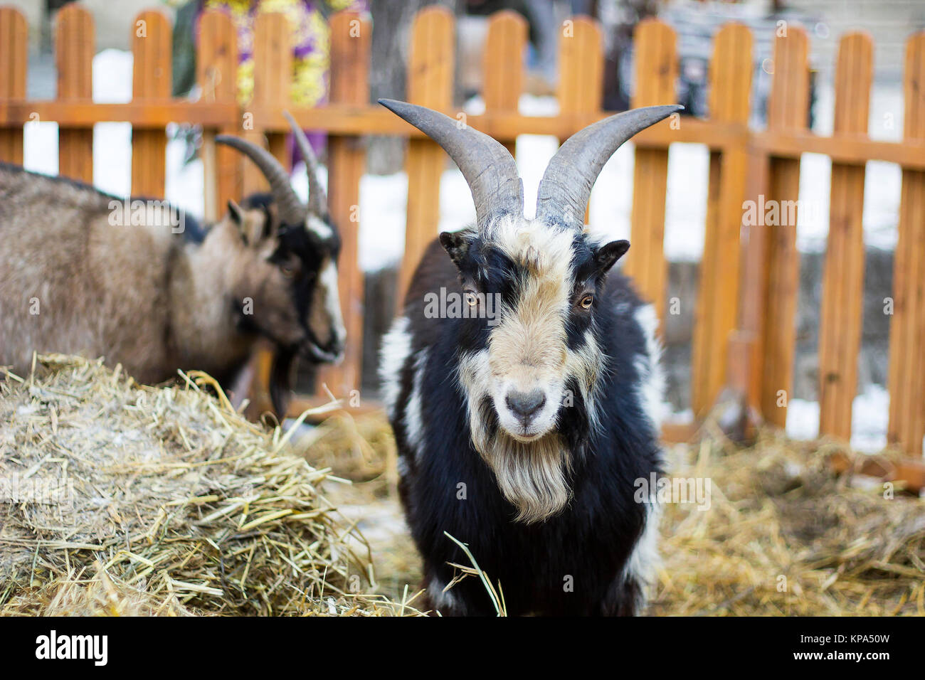 Portrait of three-colored goat with beard and horns on blurred ...