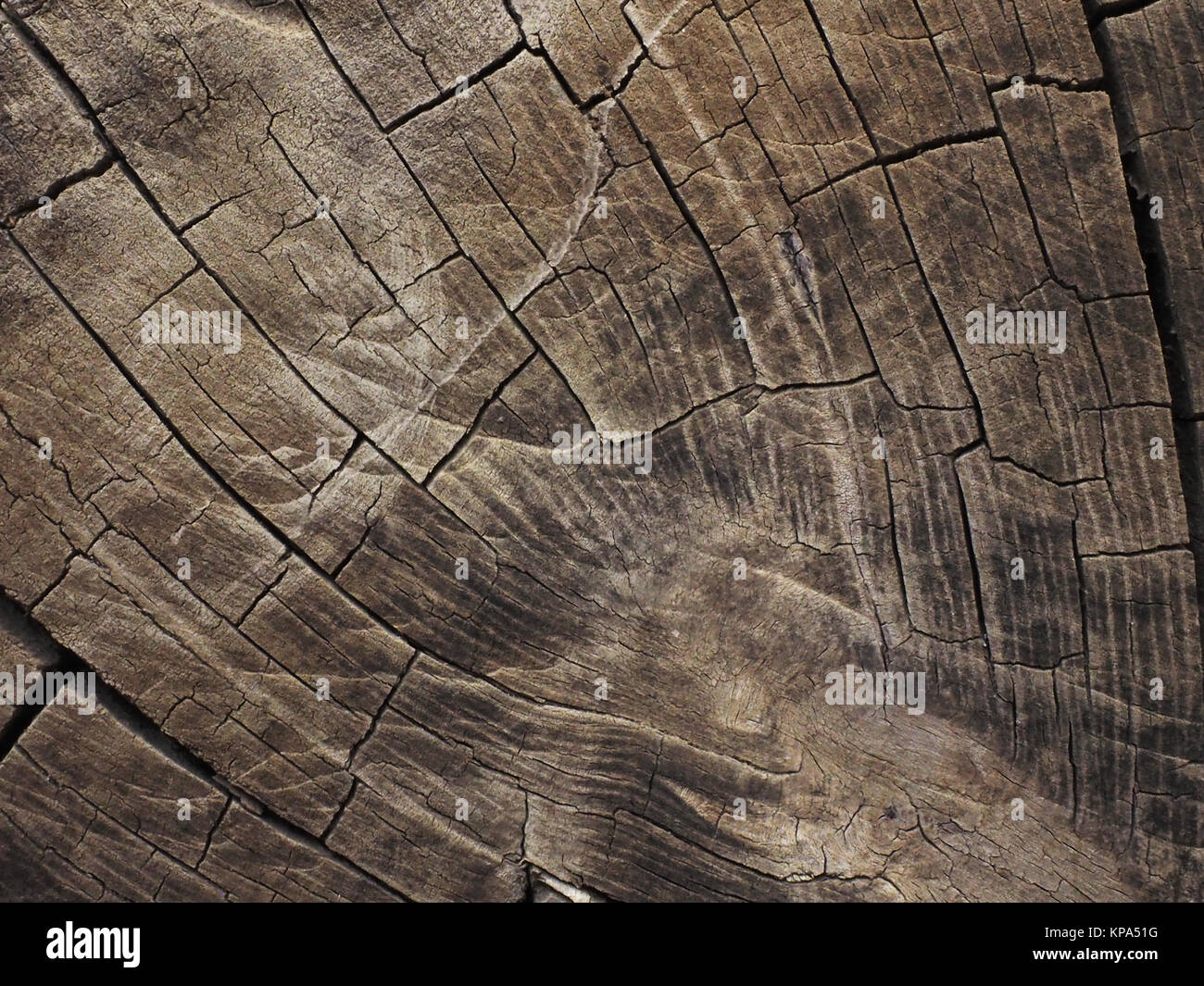 Cut of the trunk of the old tree is a gently brown color, many amount ...