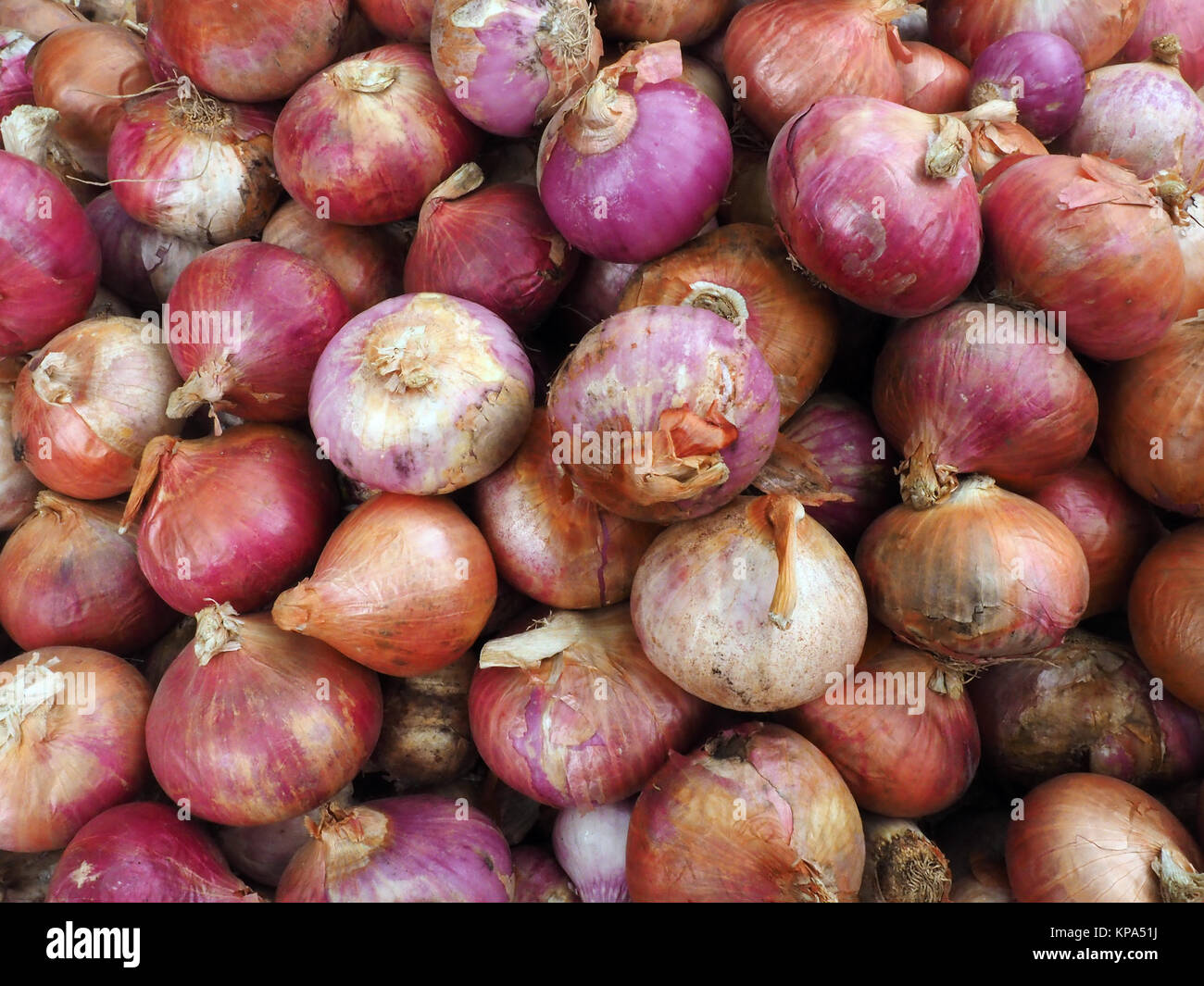 Onion, large pile, background texture of the bulb is brown and pink ...