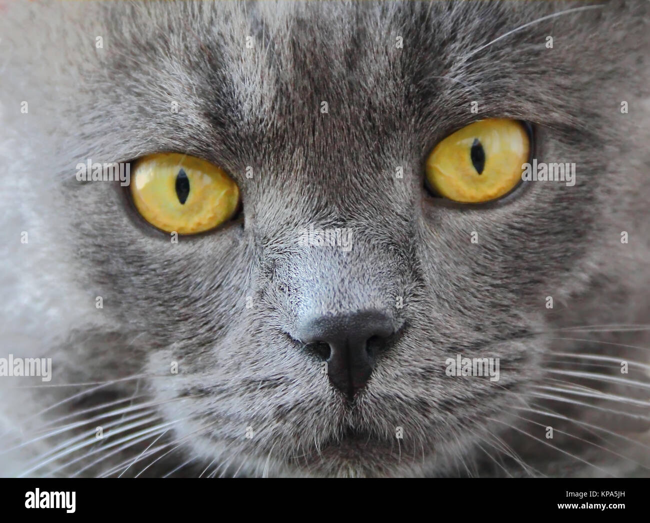 Cat's portrait with yellow eyes Stock Photo - Alamy