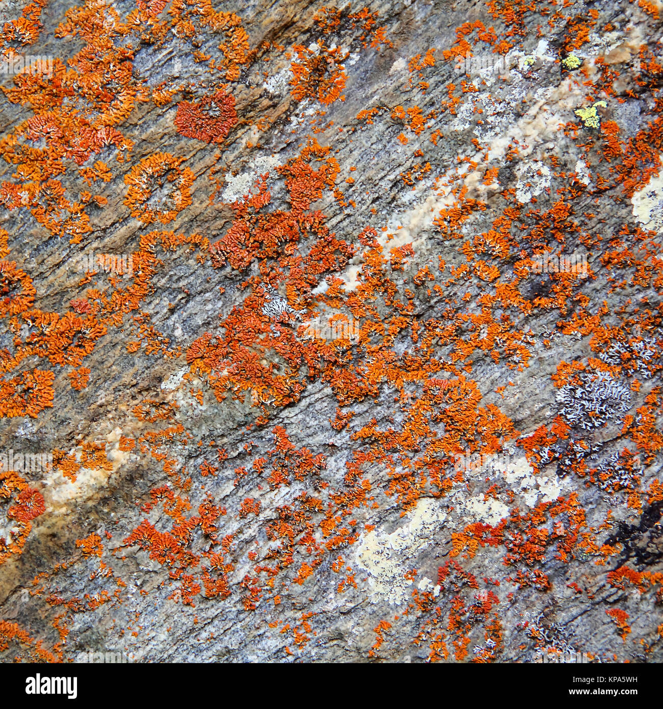 Image of colorful texture Stock Photo - Alamy