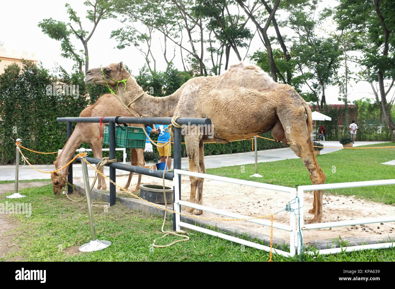 Camel in farm for tourist recreation Stock Photo - Alamy