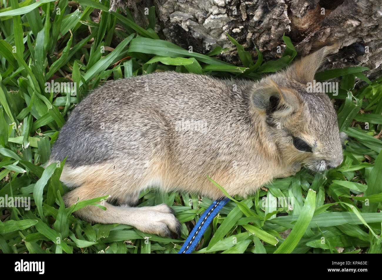 Dolichotis patagonum, Patagonian mara, little animal Stock Photo - Alamy