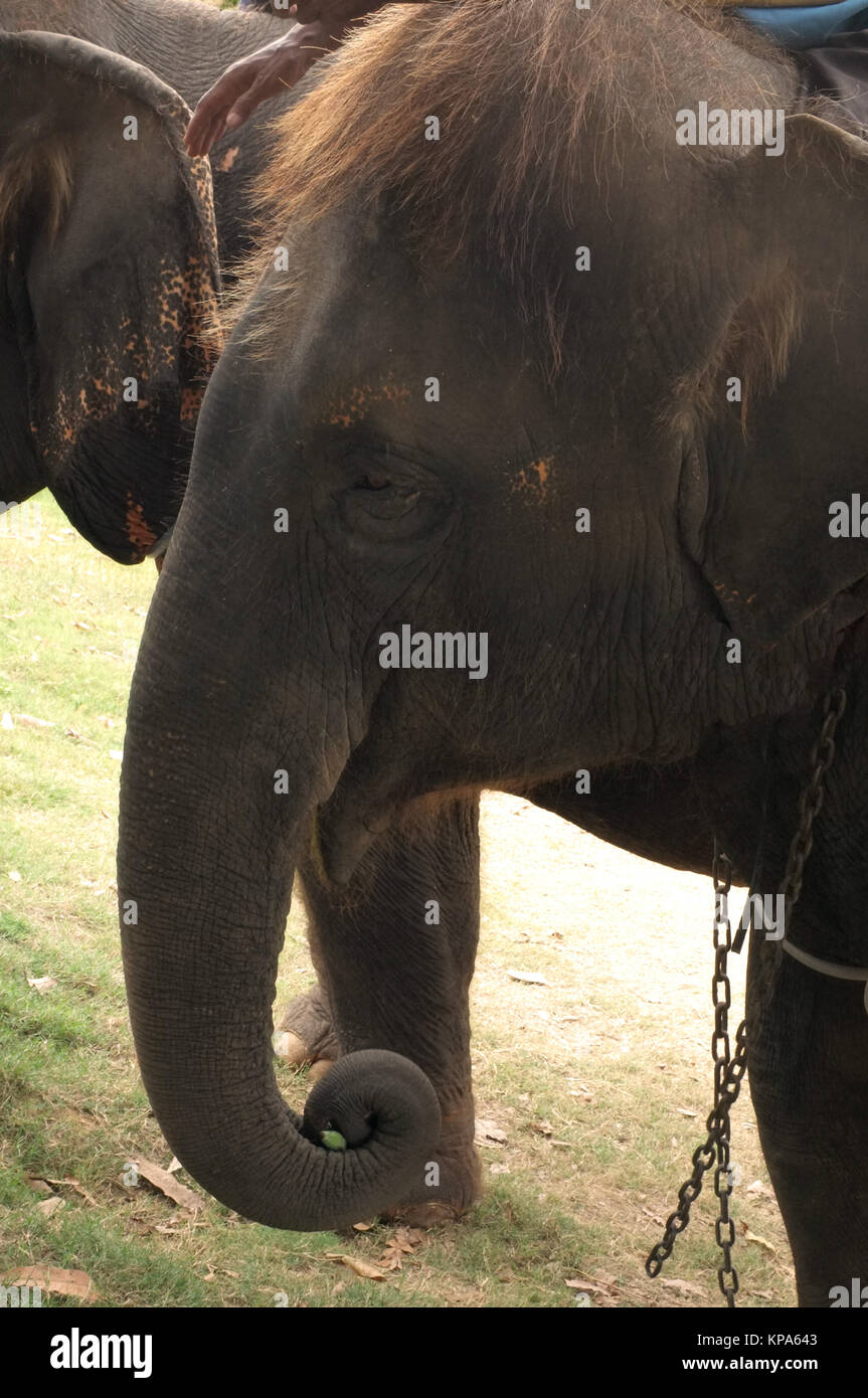 Head of thai elephant Stock Photo - Alamy