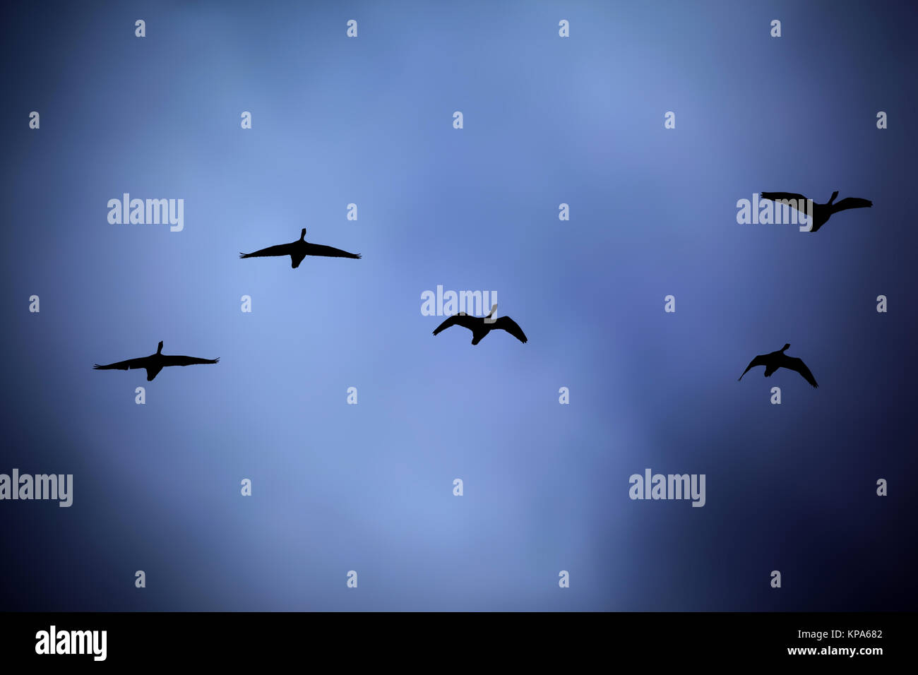geese in the night sky Stock Photo - Alamy