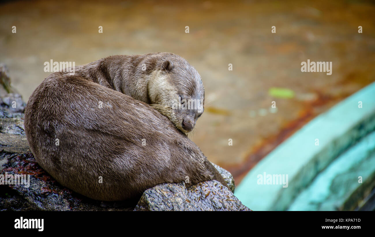 Beaver face hi-res stock photography and images - Alamy