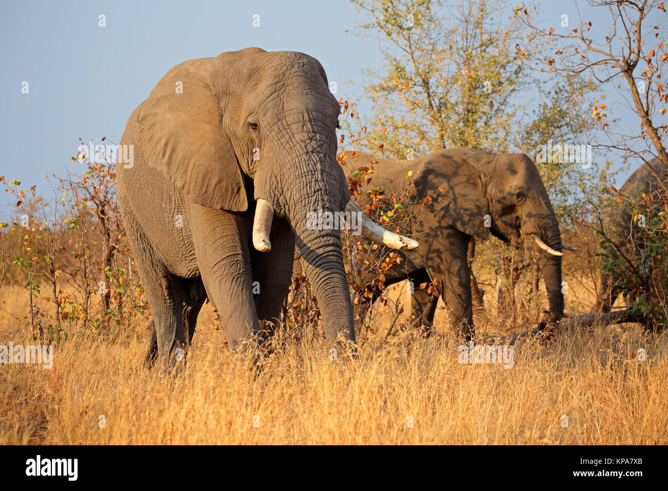 African bull elephants Stock Photo - Alamy