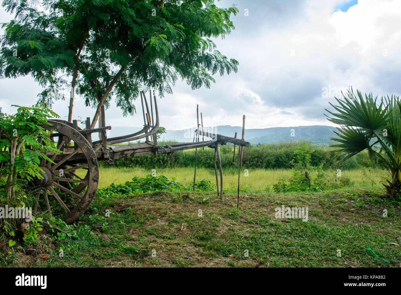burmese traditional cart under the lead tree, beside paddy field Stock ...
