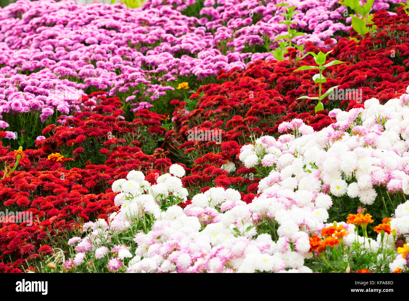 Garden flowers background Stock Photo - Alamy