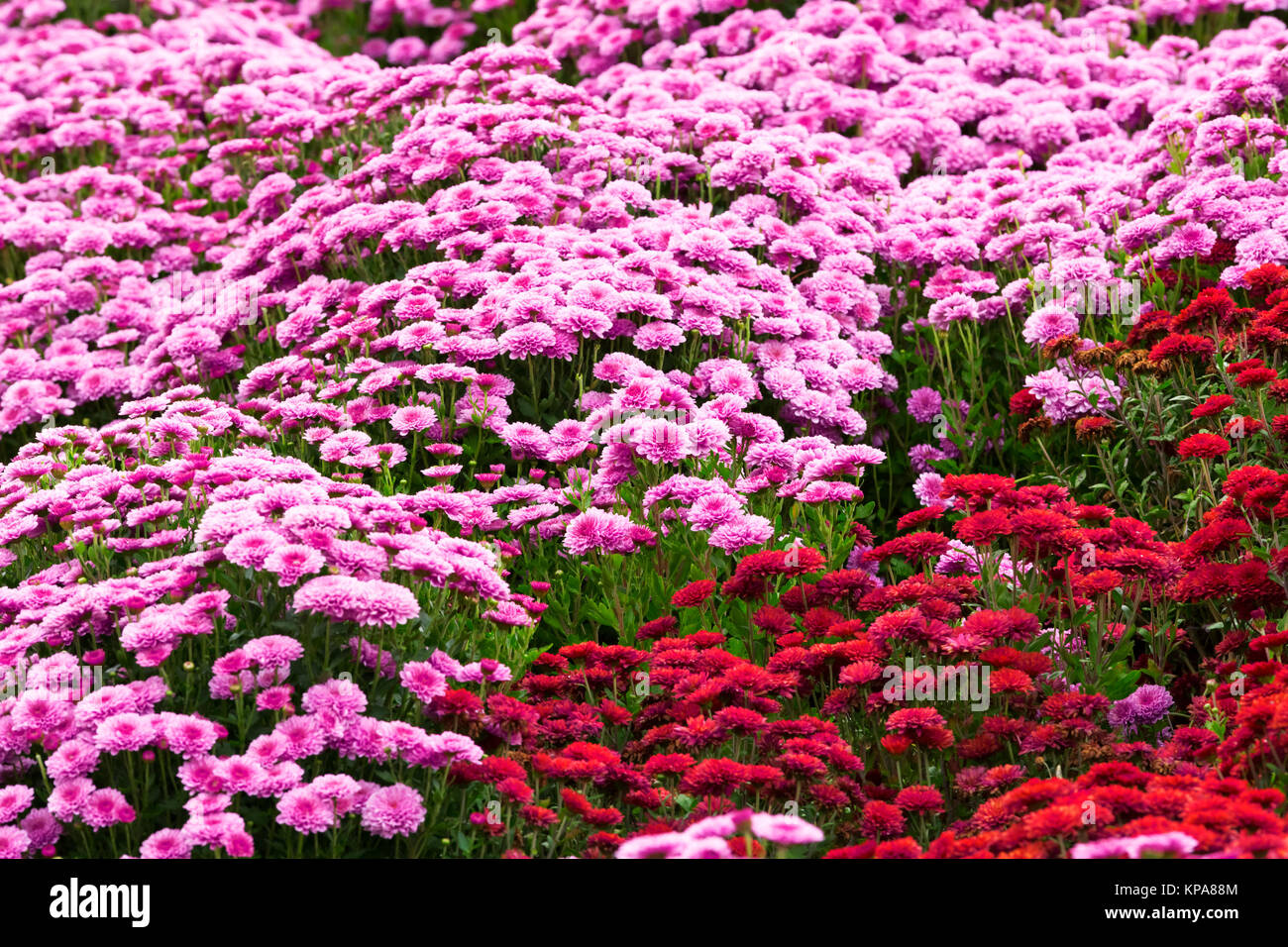 Garden flowers background Stock Photo - Alamy