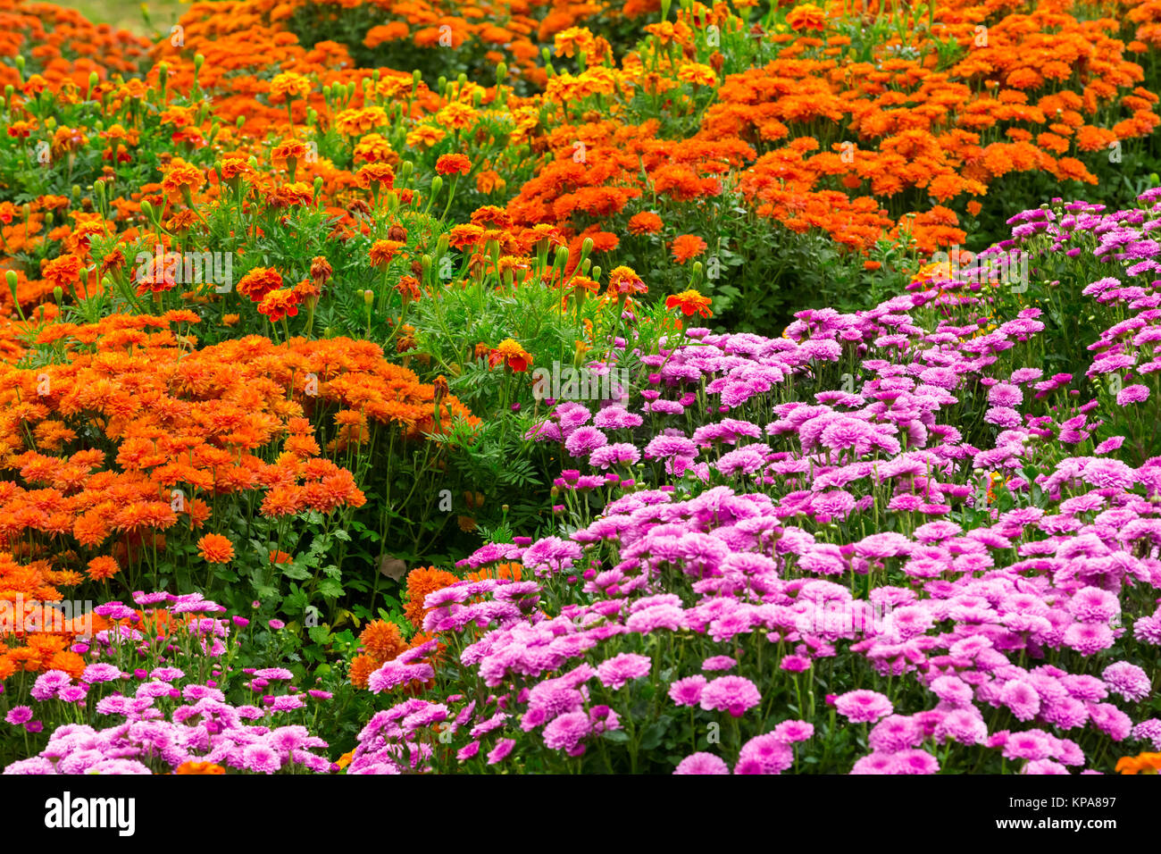 Garden flowers background Stock Photo - Alamy