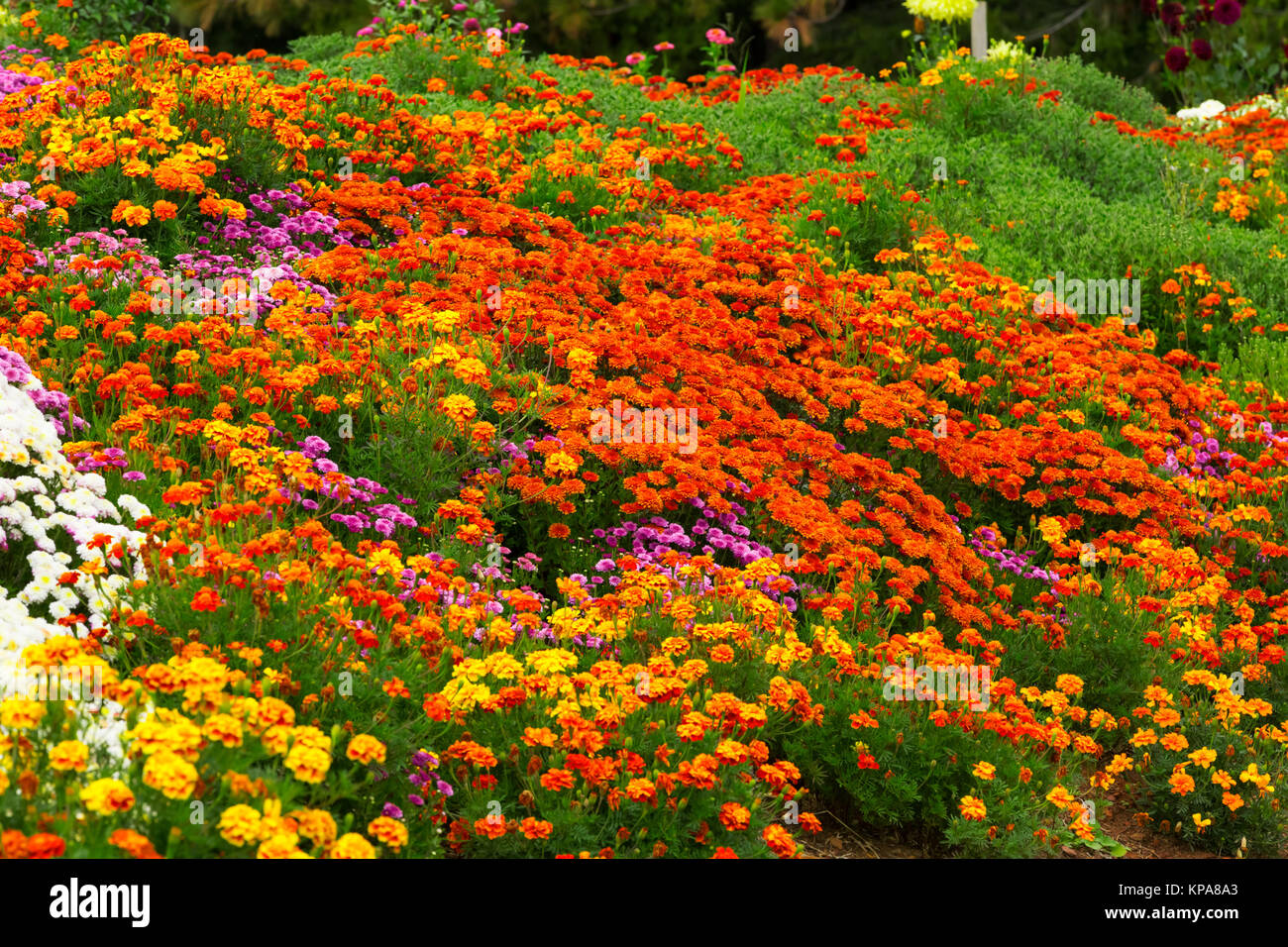 Garden flowers background Stock Photo - Alamy