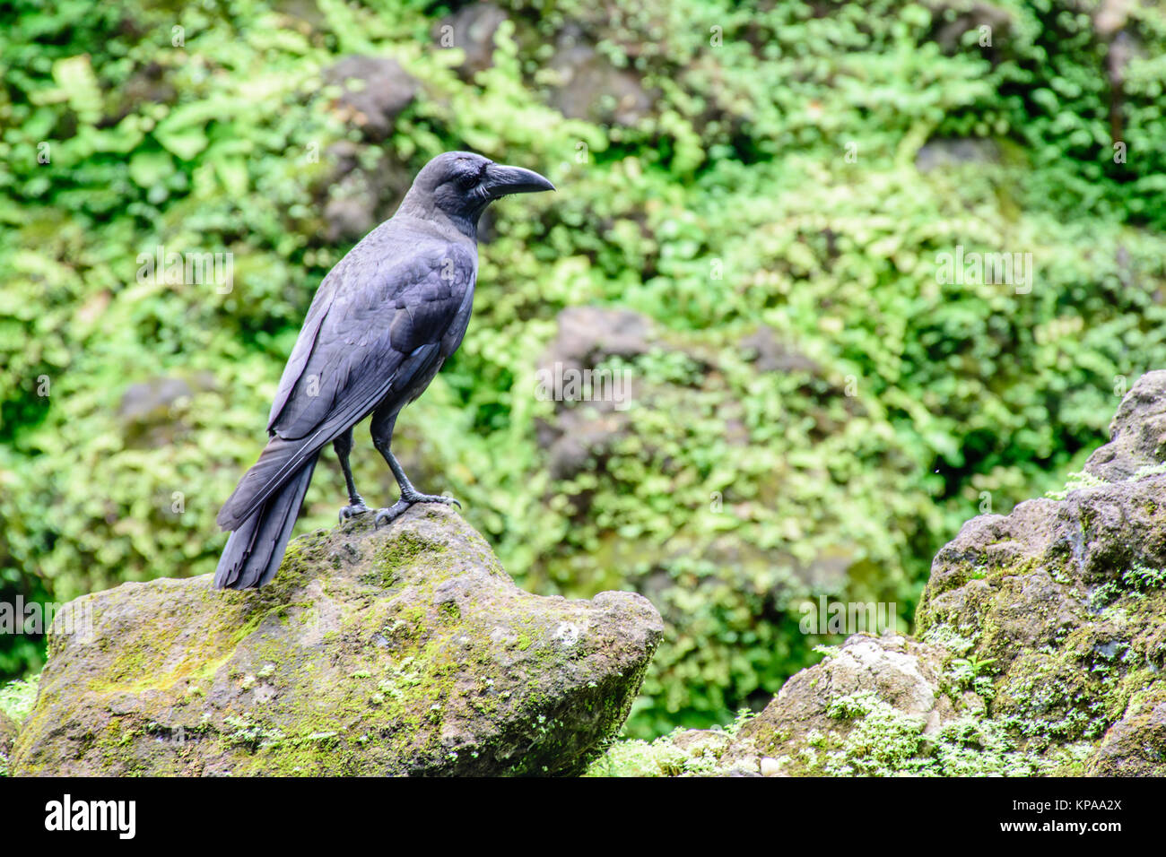 black crow perched on the stone Stock Photo - Alamy