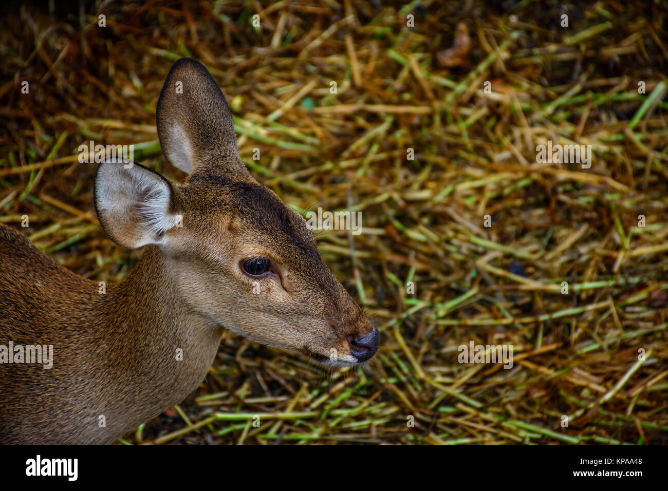 portrait photo of deer Stock Photo - Alamy
