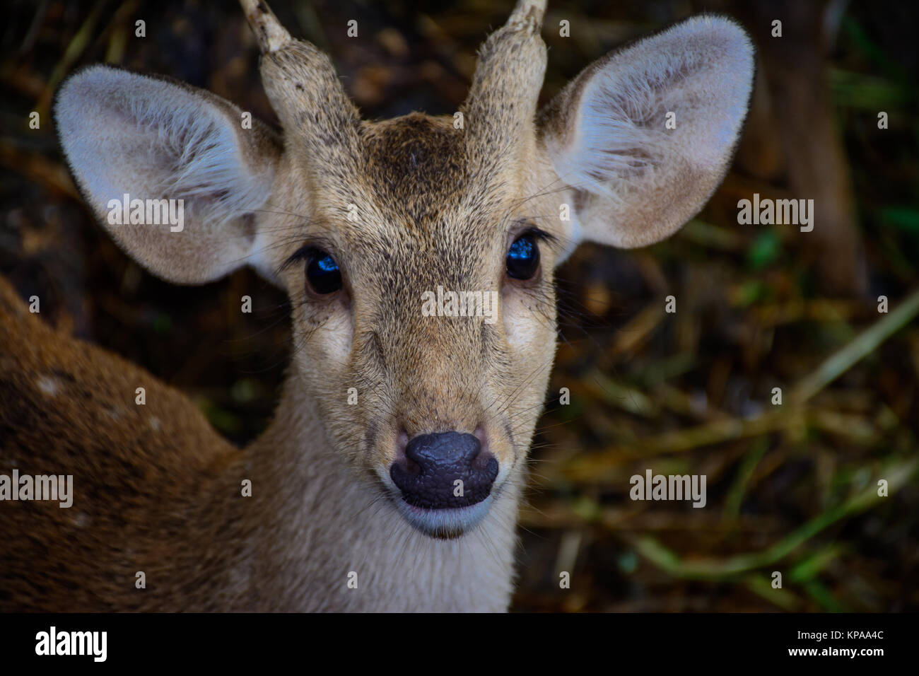 portrait photo of deer Stock Photo - Alamy