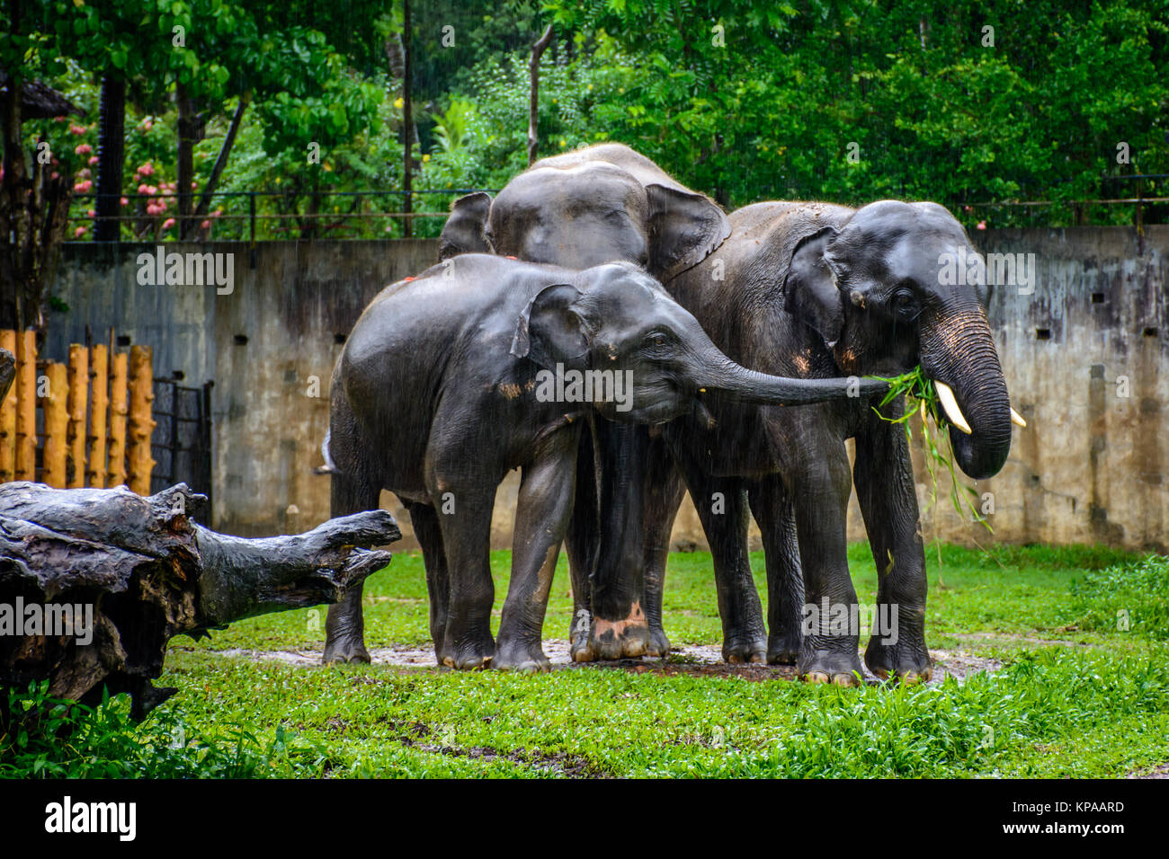 elephant family in the rain at the zoo, Myanmar, may-2017 Stock Photo ...