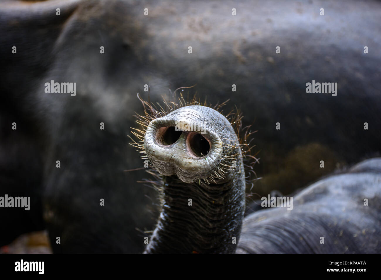 closeup photo of nose of elephant Stock Photo - Alamy