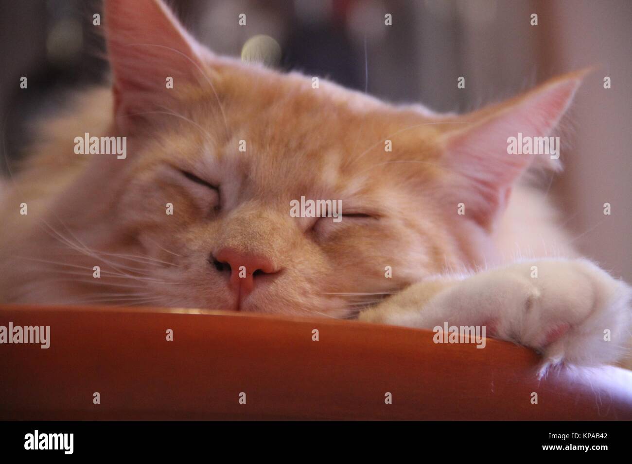 sleeping red cat Stock Photo - Alamy